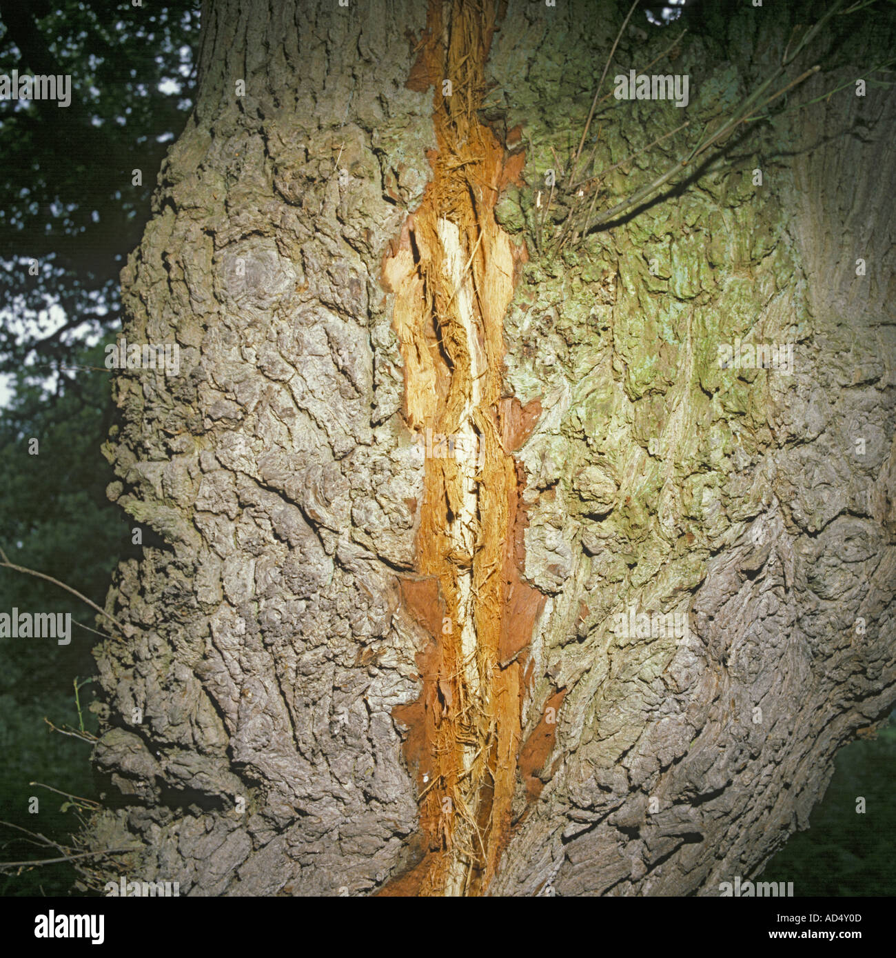 Lightning strike on oak tree hi-res stock photography and images - Alamy