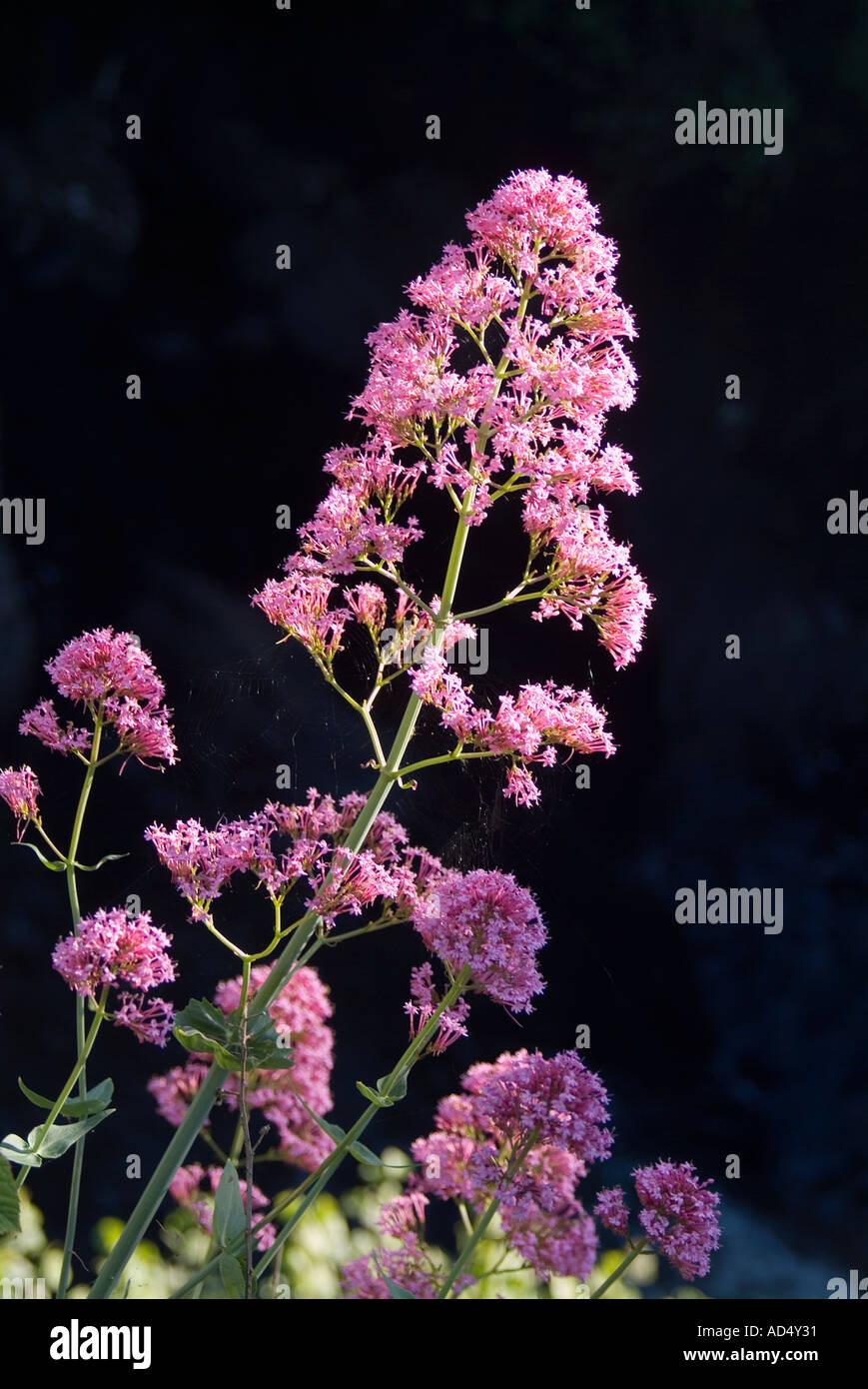 Centranthus ruber growing on wall hi-res stock photography and images ...