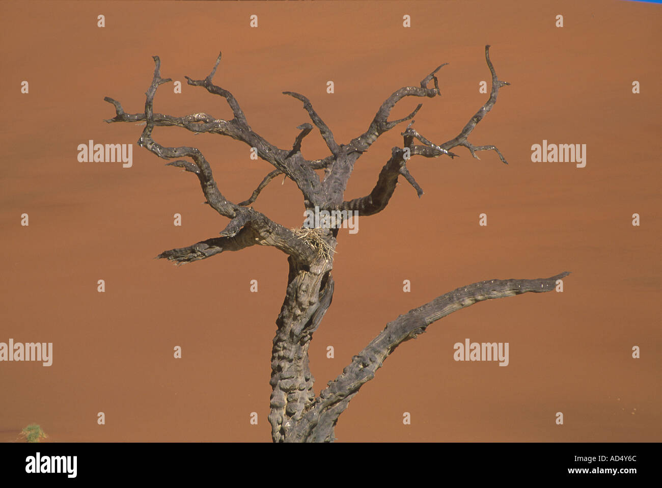 Desert Dead tree stump in Namib Naufluft Park Namibia Stock Photo - Alamy