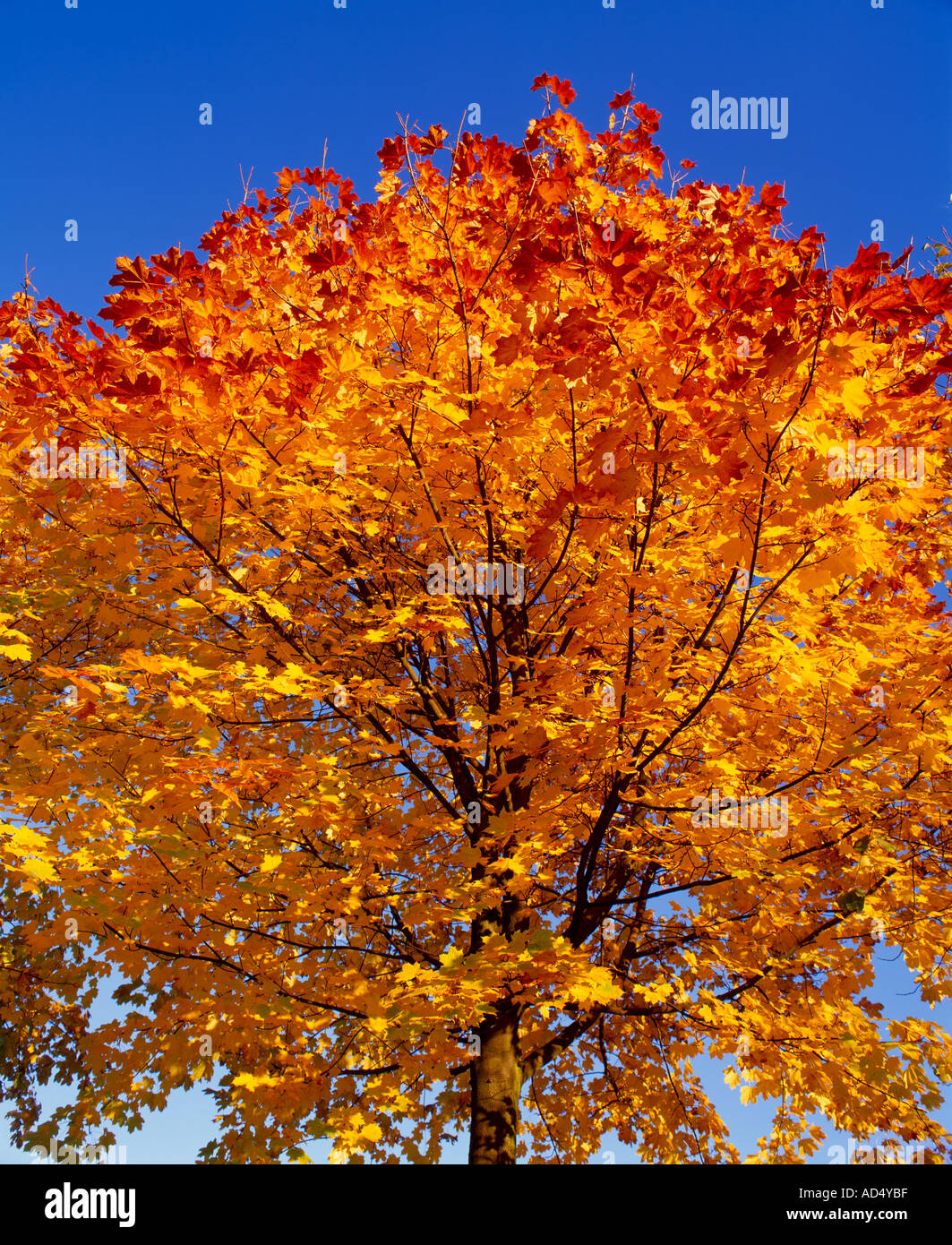 Maple tree in autumn colours Stock Photo - Alamy
