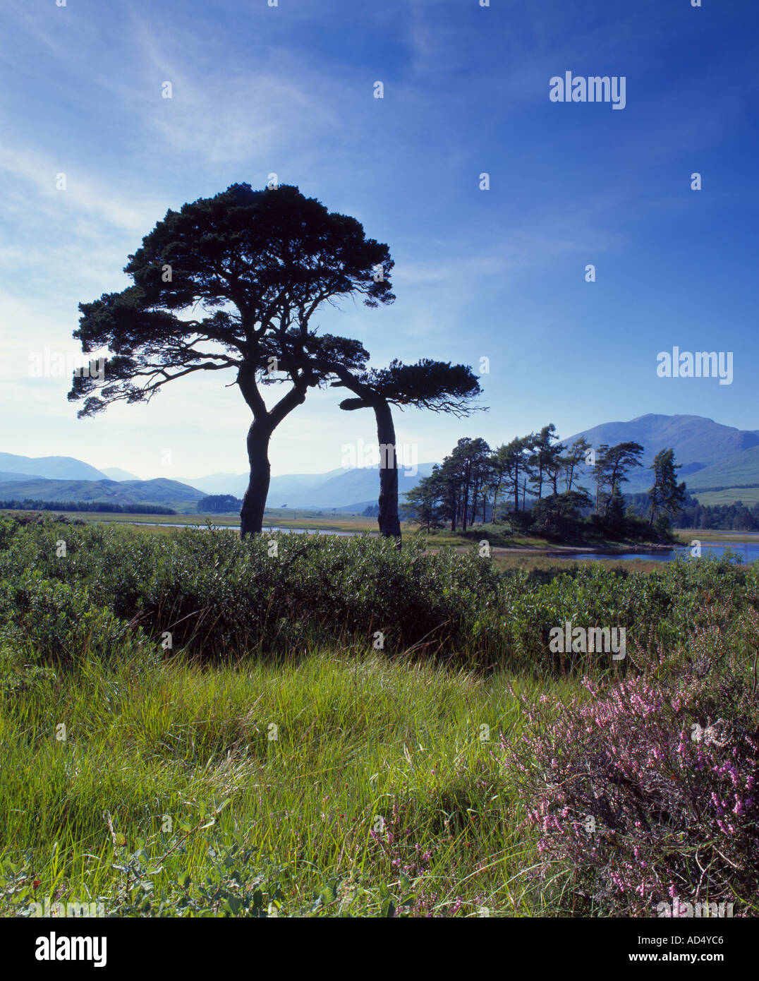 Loch Tulla near Bridge of Orchy Argyll and Bute Scotland Scots Pines ...