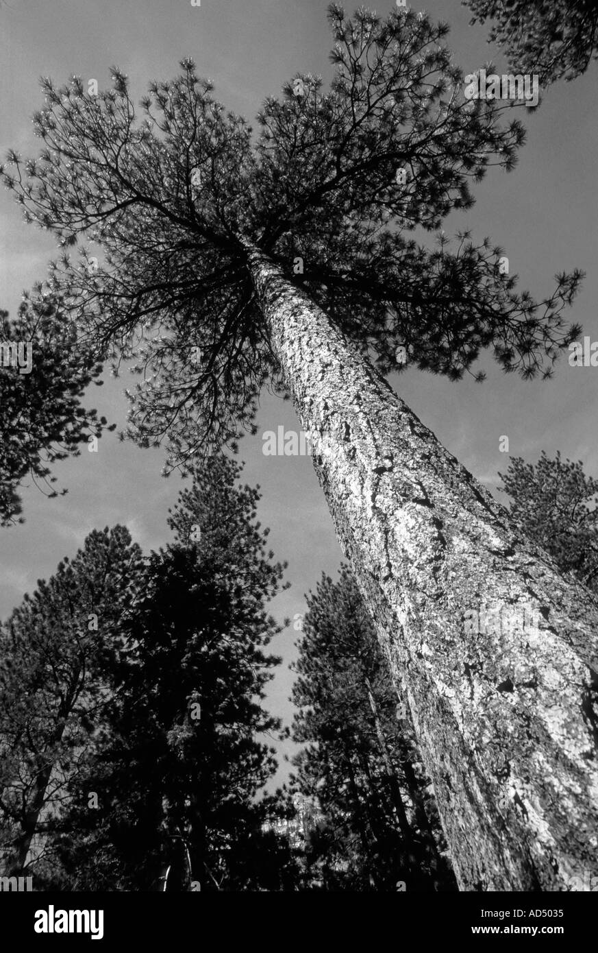 Pine trees in large Black and White Stock Photos & Images - Alamy