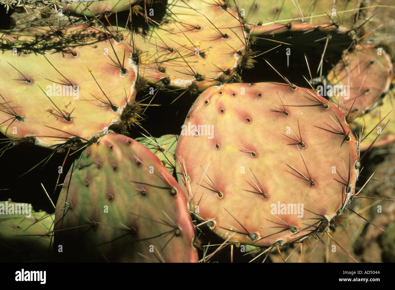 Cactus with amazing color Stock Photo - Alamy