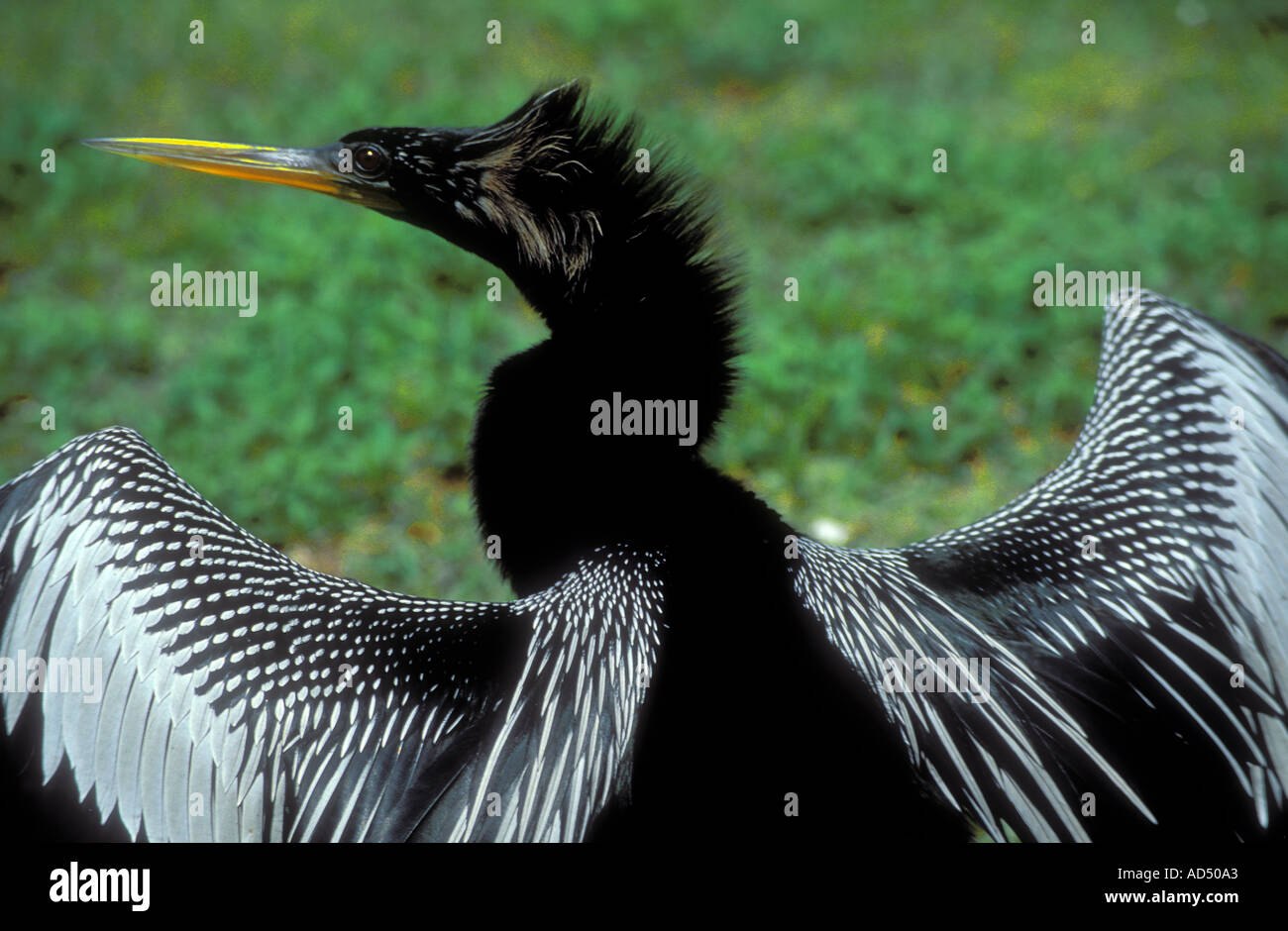 Anhinga bird also known as Snakebird drying its wings at Everglades ...