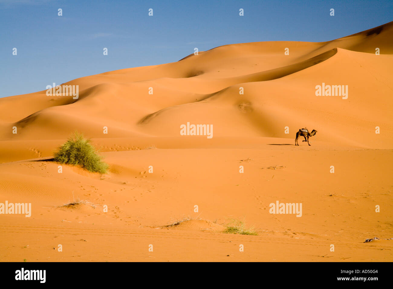 Camel legs blue hi-res stock photography and images - Alamy
