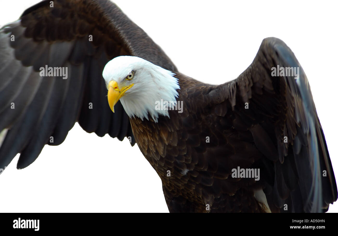 Powerful and aggressive eagle hi-res stock photography and images - Alamy