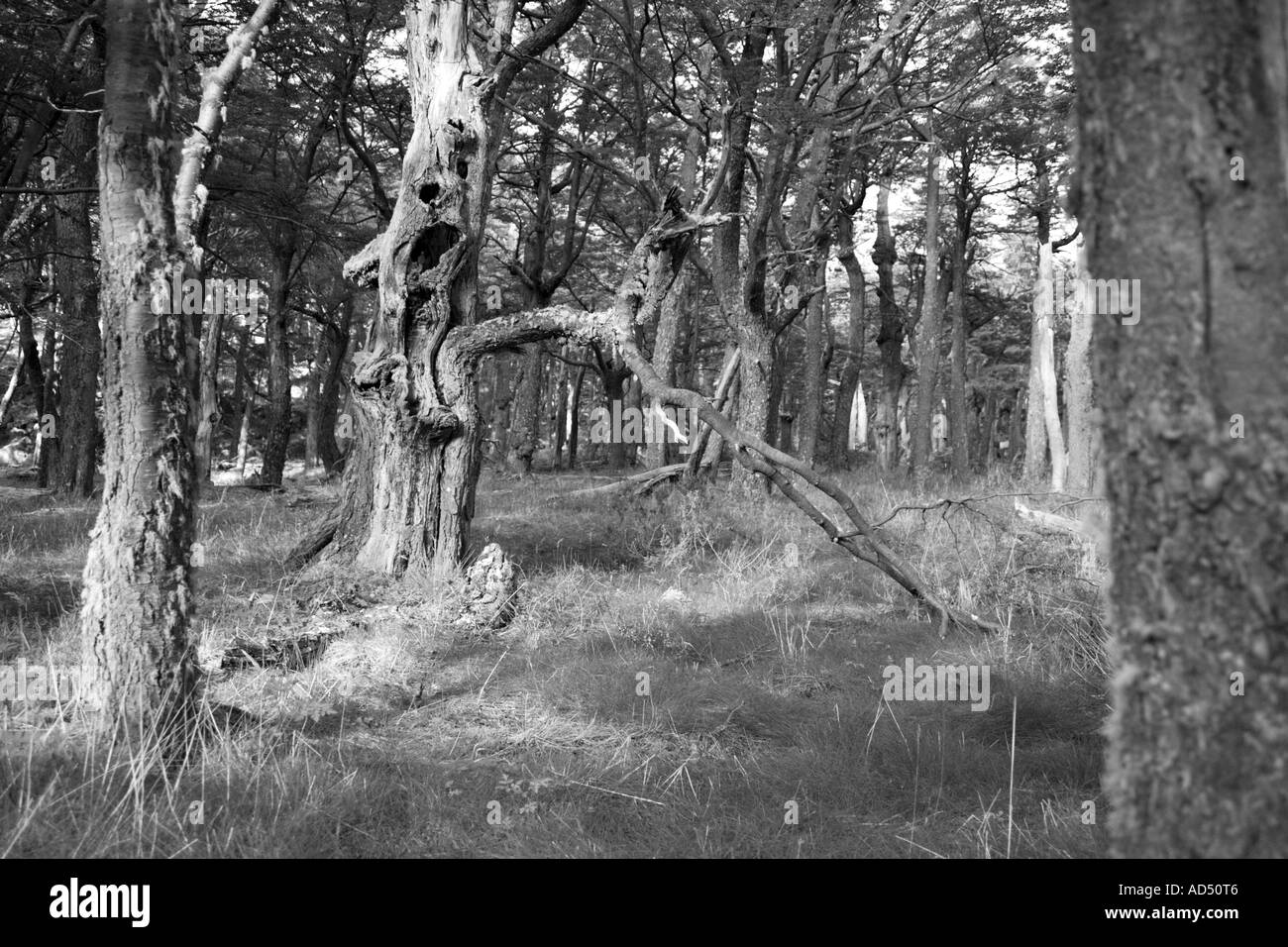 Lenga forest nothofagus pumilio hi-res stock photography and images - Alamy