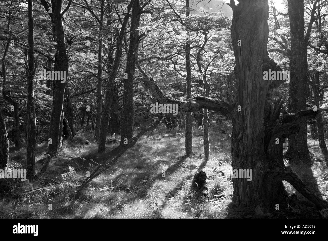 Lenga nothofagus pumilio argentina hi-res stock photography and images ...