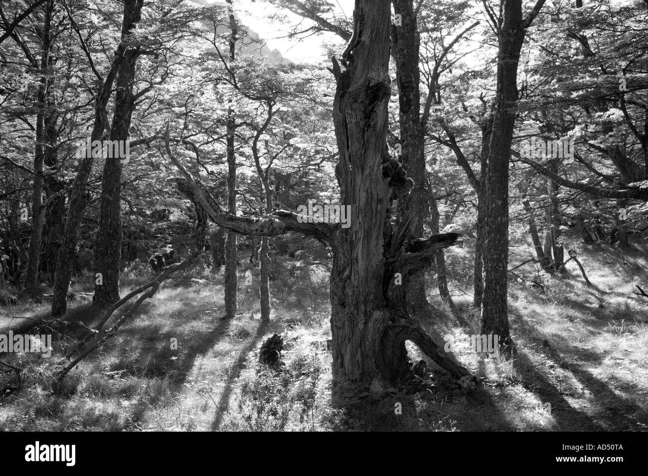 Lenga nothofagus pumilio argentina hi-res stock photography and images ...