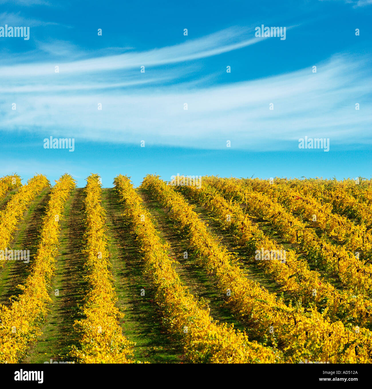 Fall autumn leaves pattern hi-res stock photography and images - Alamy