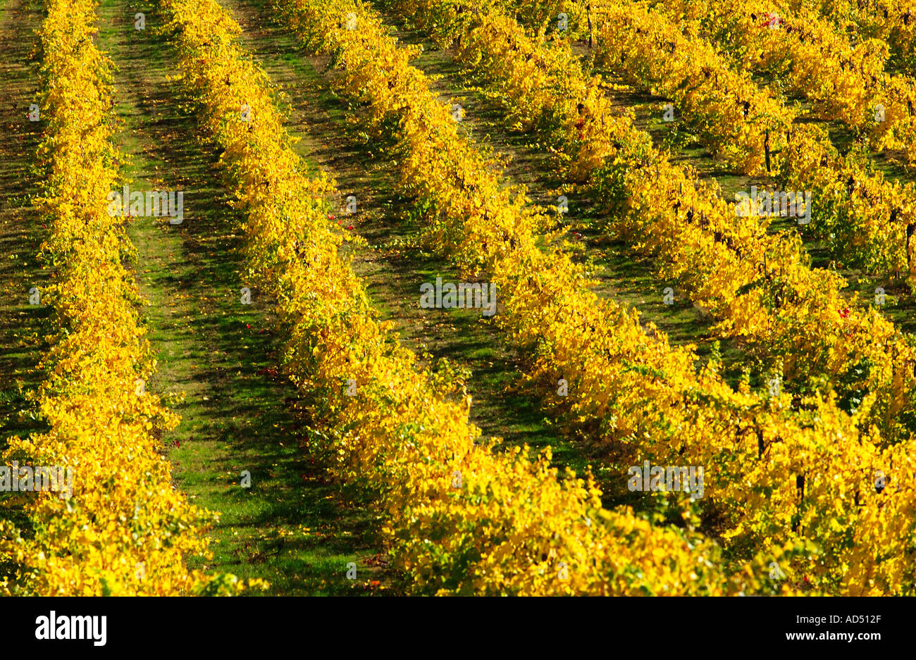 Autumn vineyard rows Stock Photo - Alamy