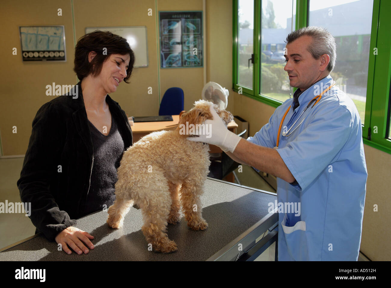VETERINARY EXAMINING A DOG Stock Photo - Alamy