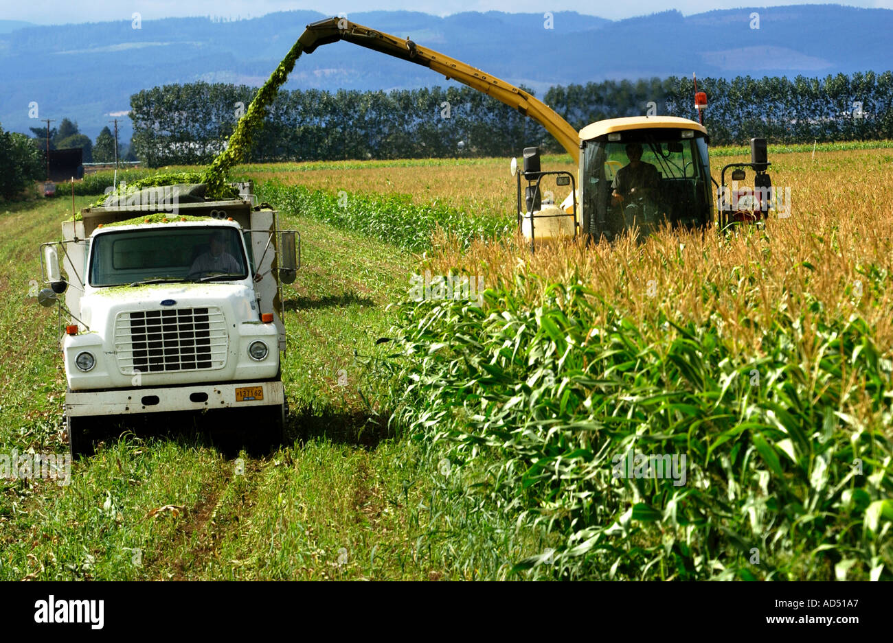 Harvesting corn hi-res stock photography and images - Alamy