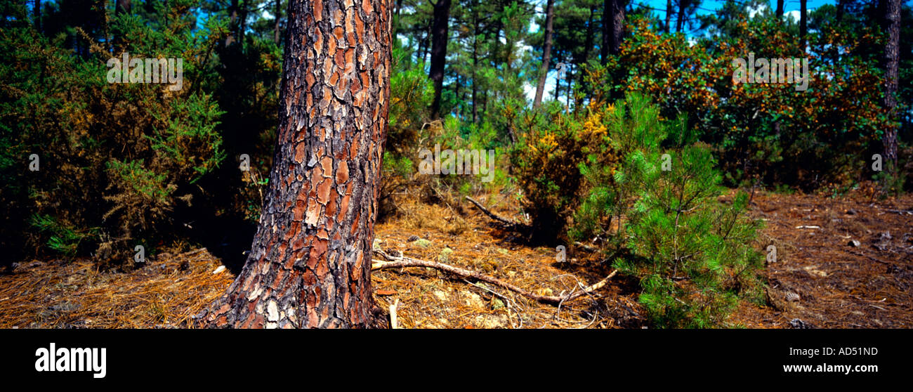 Bordeaux Region France Forest of Lacanau with Coniferous Forest Stock ...