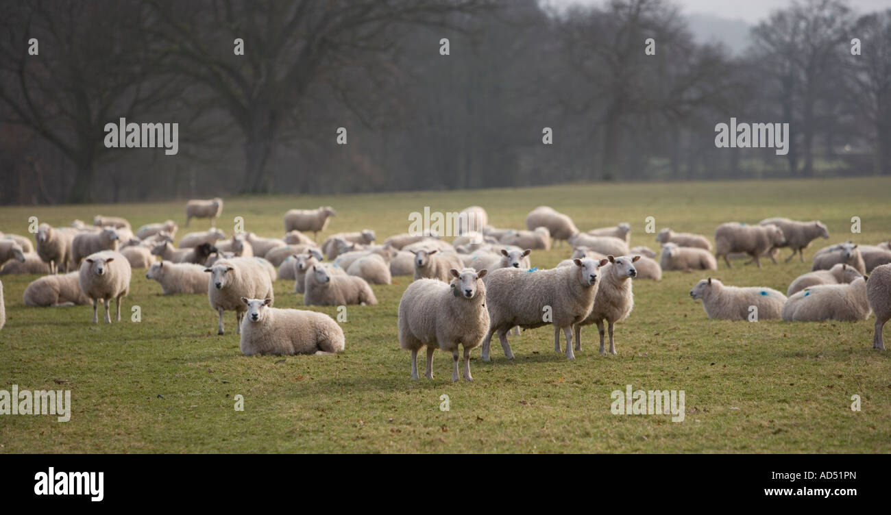 Lowland sheep farming hi-res stock photography and images - Alamy