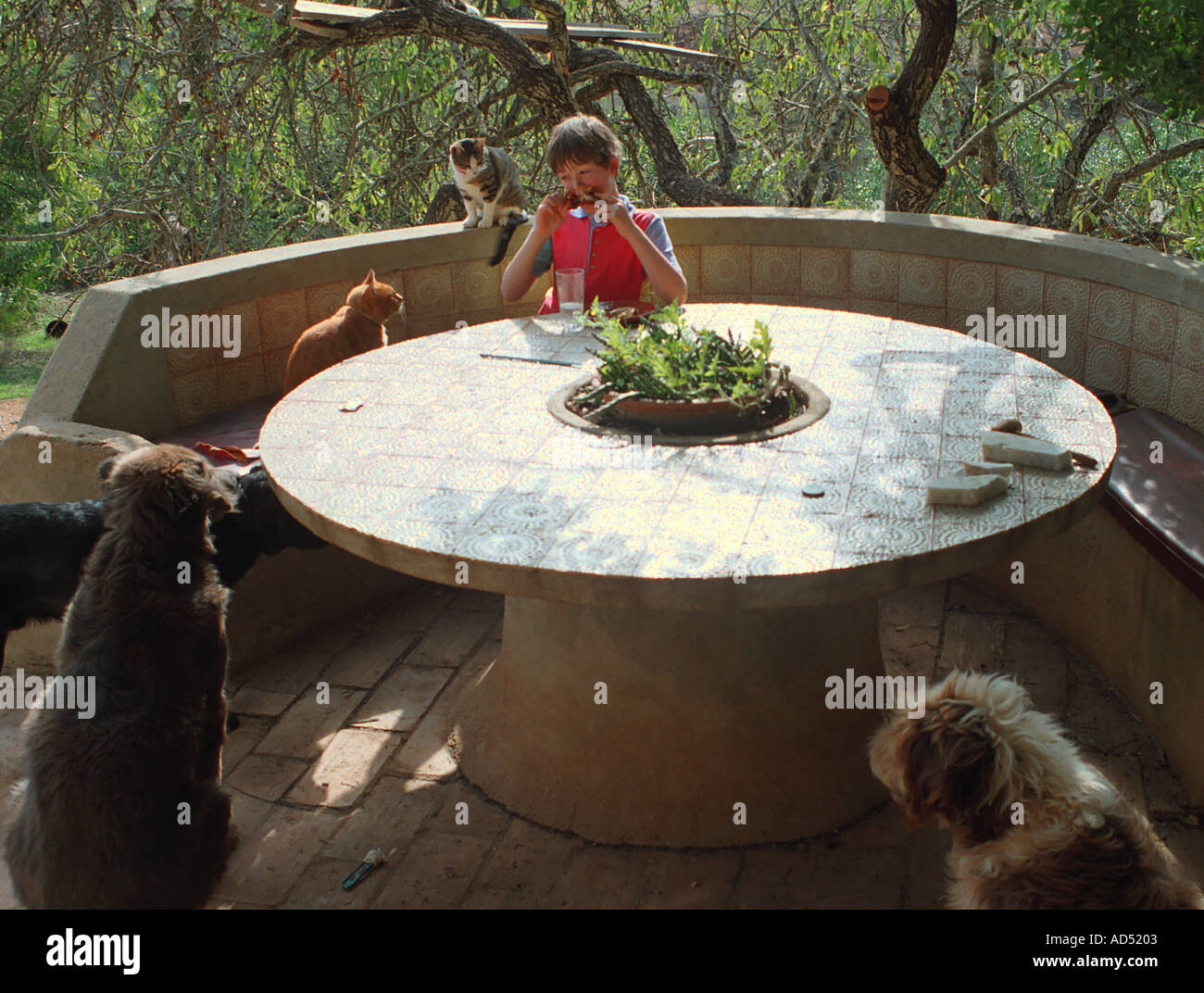 Hungry animals hi-res stock photography and images - Alamy