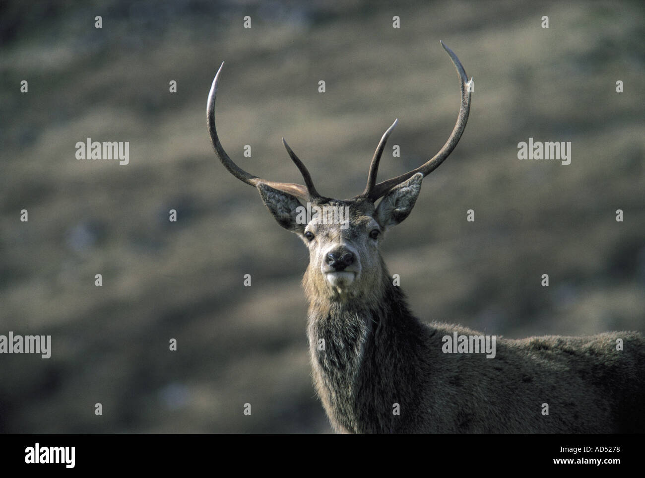 Red Deer Stag head and shoulder detail showing antlers Stock Photo - Alamy