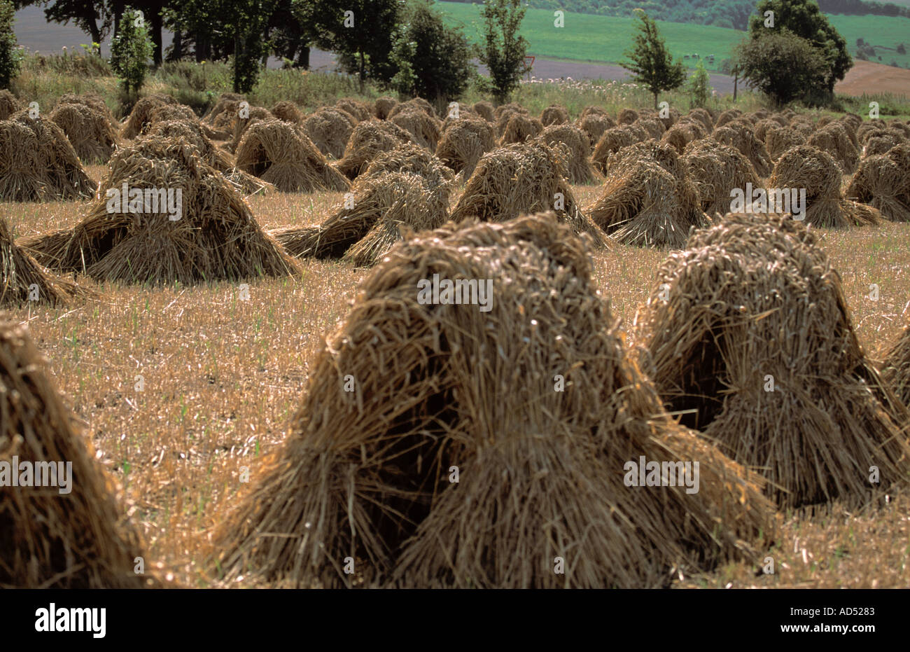 Wiltshire England Old Fashioned Hay Stacks Stock Photo - Alamy