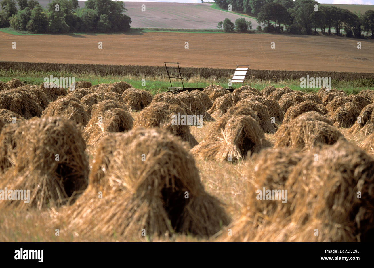 Wiltshire England Old Fashioned Hay Stacks Stock Photo - Alamy