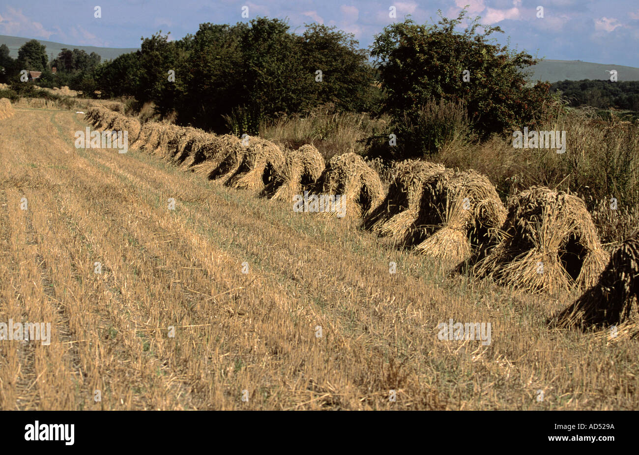 Wiltshire England Old Fashioned Hay Stacks Stock Photo - Alamy