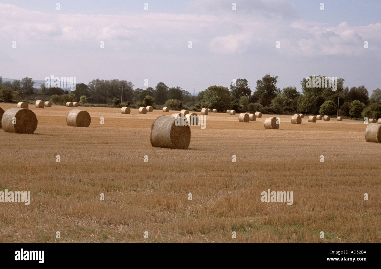 Bail hay straw agriculture hi-res stock photography and images - Alamy