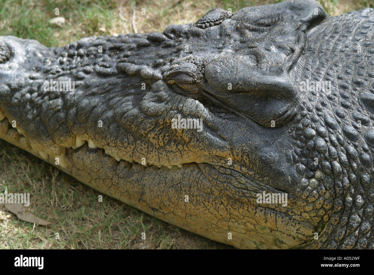 Skin texture saltwater crocodile hi-res stock photography and images ...