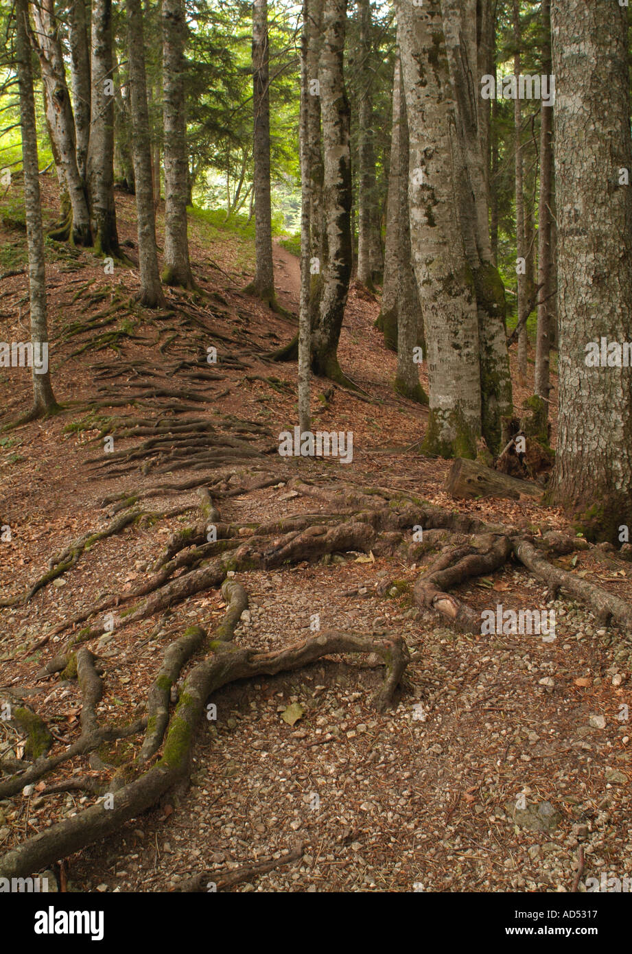 Perucica primeval forest hi-res stock photography and images - Alamy