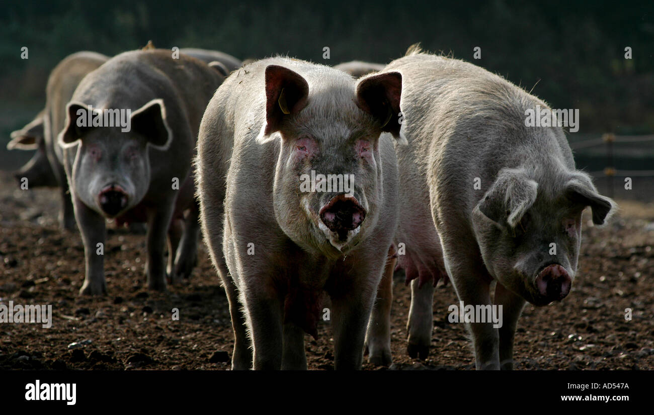 Suffolk pigs hi-res stock photography and images - Alamy