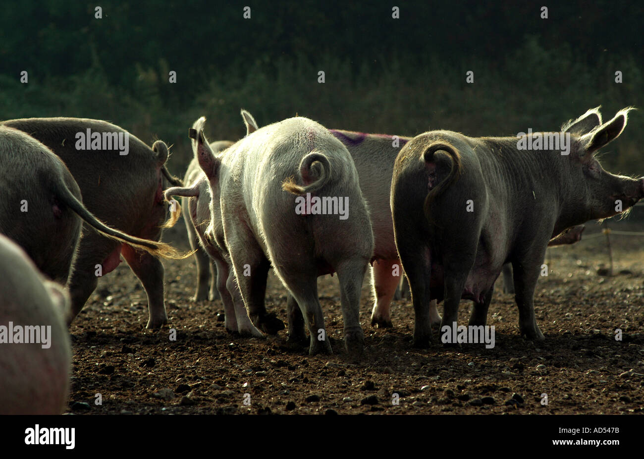 Suffolk pigs hi-res stock photography and images - Alamy