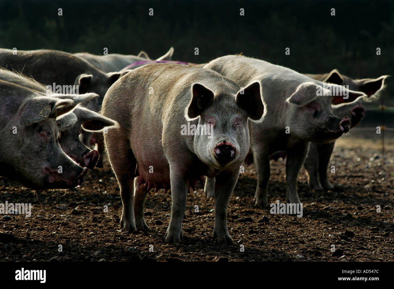 Pigs. Pigs in Suffolk, England Stock Photo - Alamy
