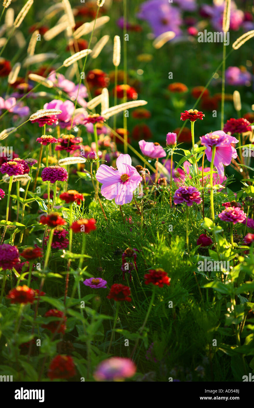 Multicoloured field of flowers Stock Photo - Alamy