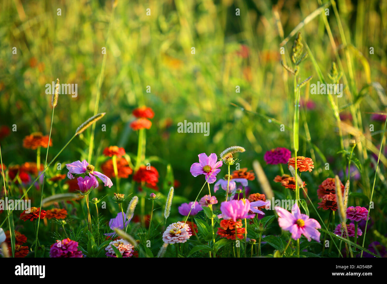 Multicoloured field of flowers Stock Photo - Alamy