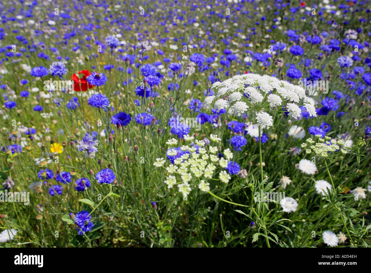 Multicoloured field of flowers Stock Photo - Alamy