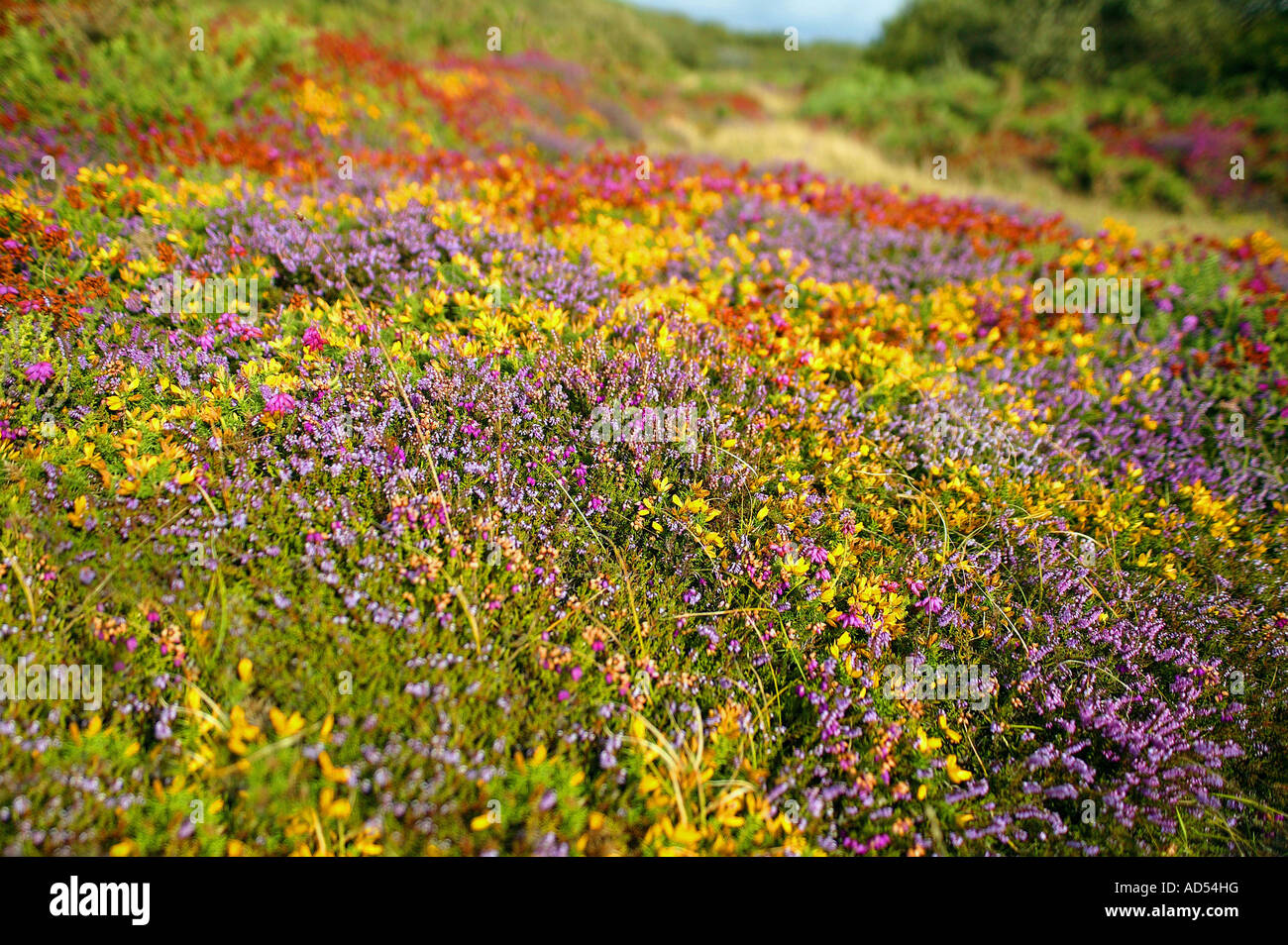 Multicoloured field of flowers Stock Photo - Alamy