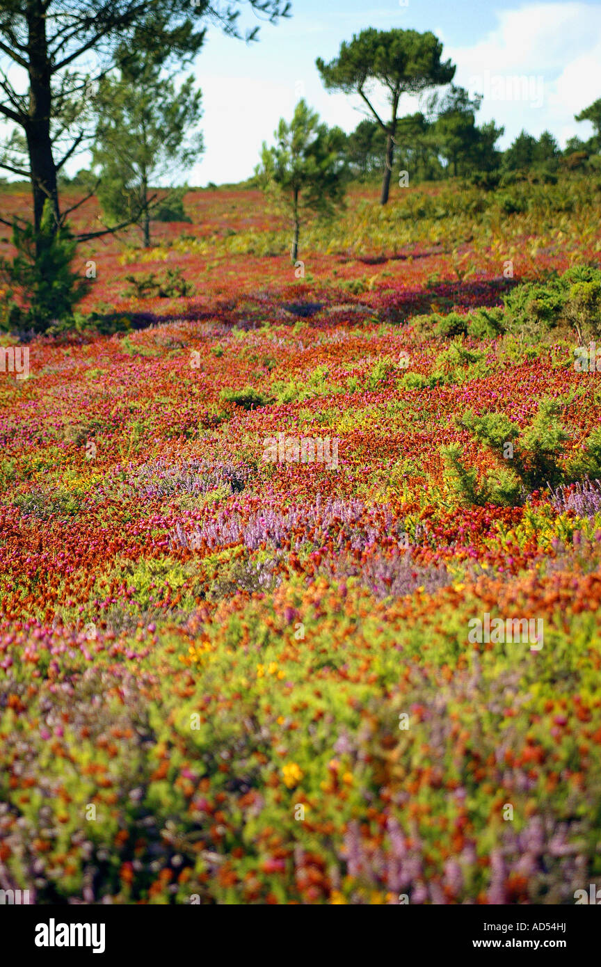 Multicoloured field of flowers Stock Photo - Alamy