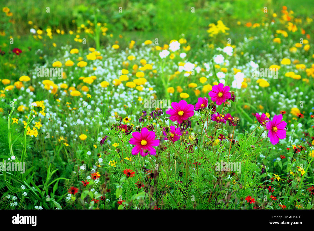 Multicoloured field of flowers Stock Photo - Alamy