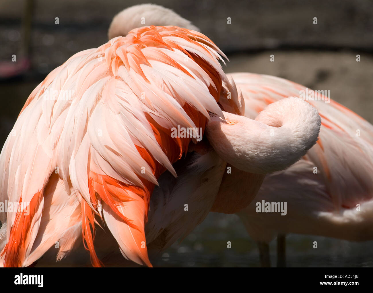 Flamingo Preening (Phoenicopterus ruber Stock Photo - Alamy