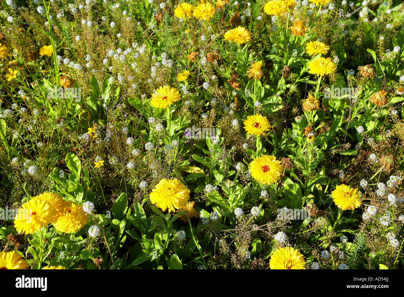 Yellow flowers on a field Stock Photo - Alamy