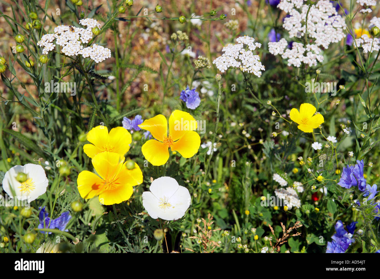 Wild flowers on a field Stock Photo - Alamy