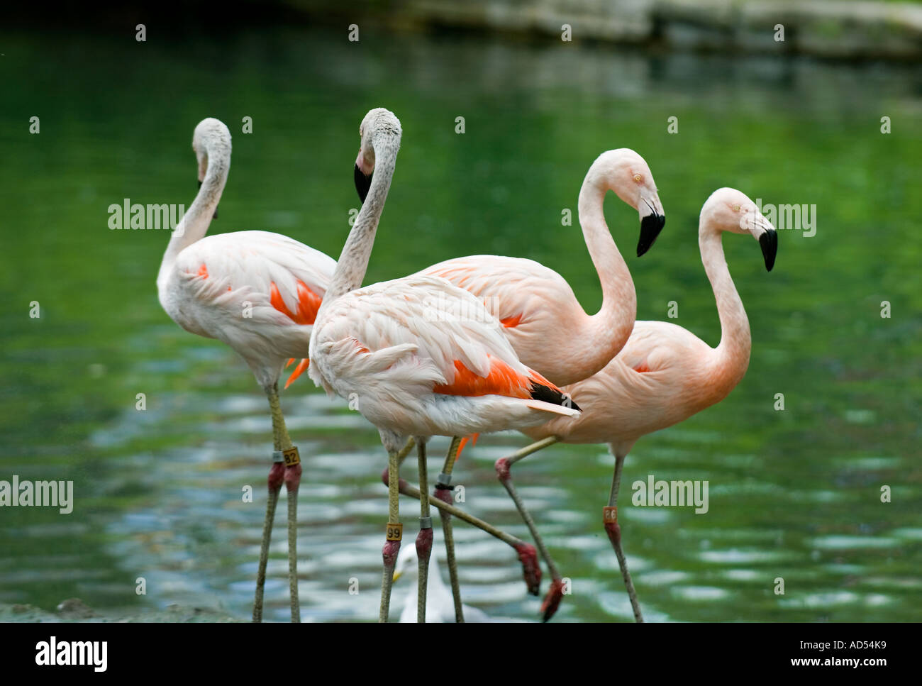 Four bent legs hi-res stock photography and images - Alamy