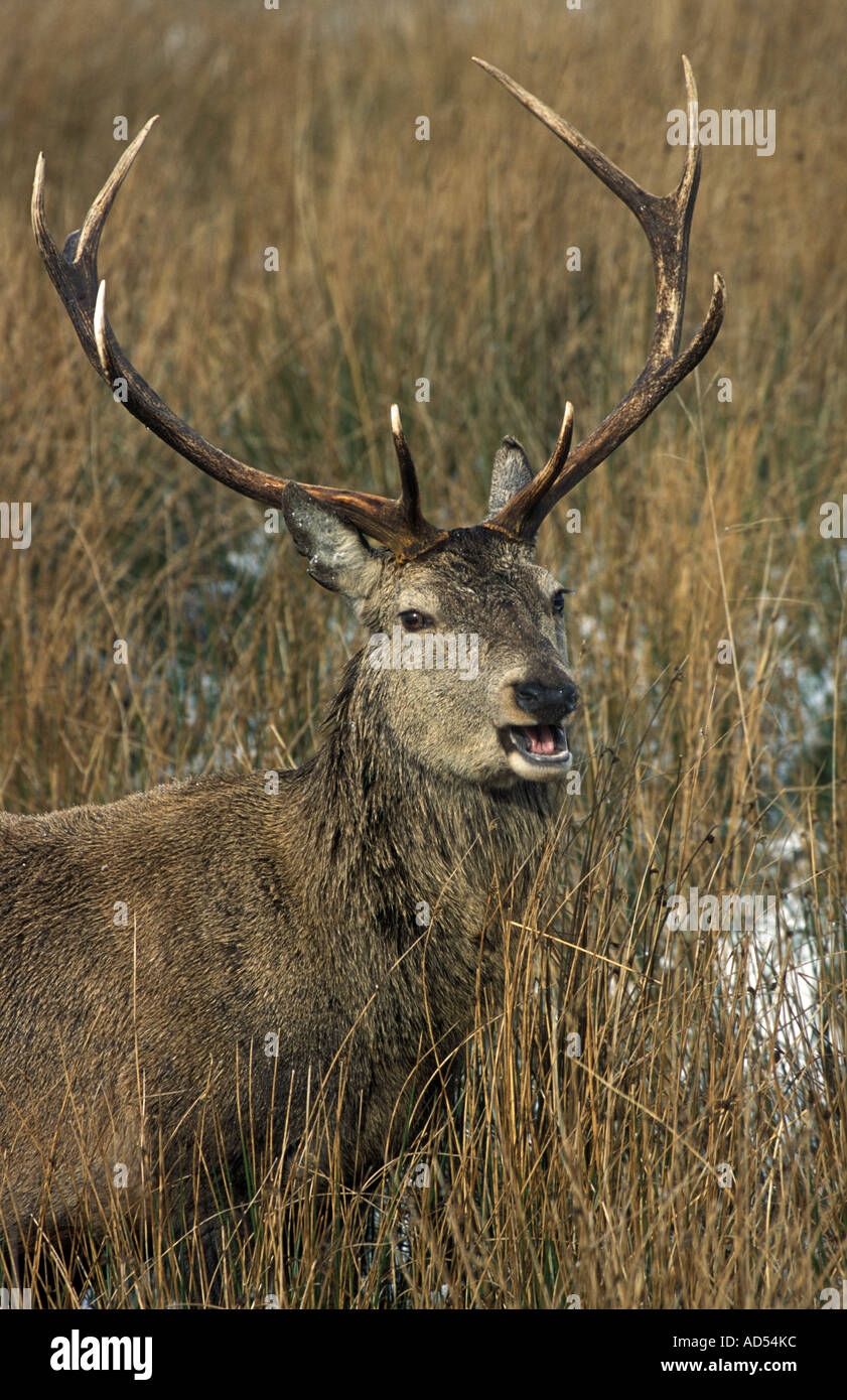 Red deer stag Stock Photo - Alamy