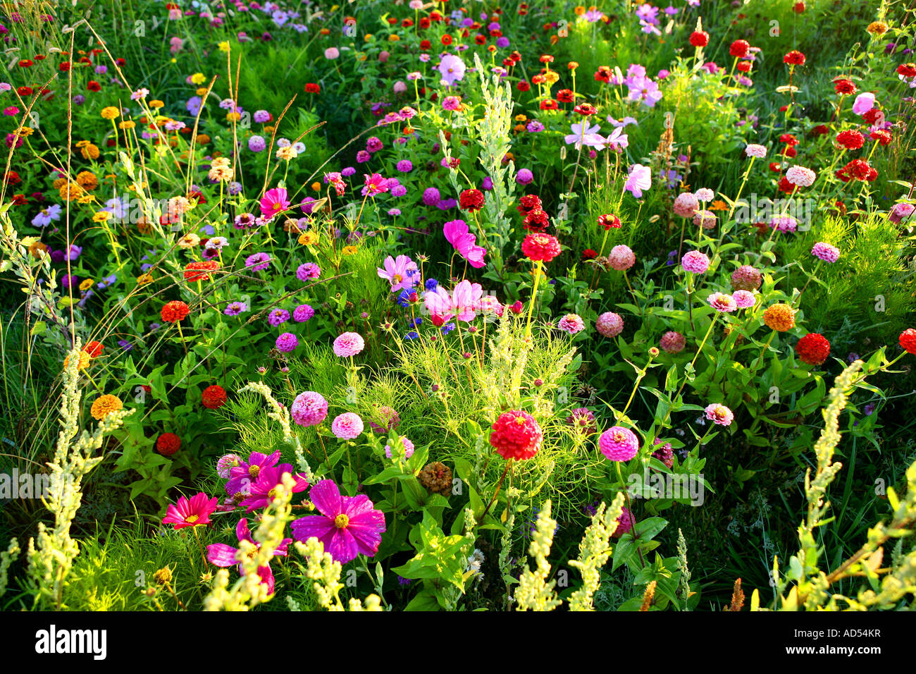Multicoloured field of flowers Stock Photo - Alamy