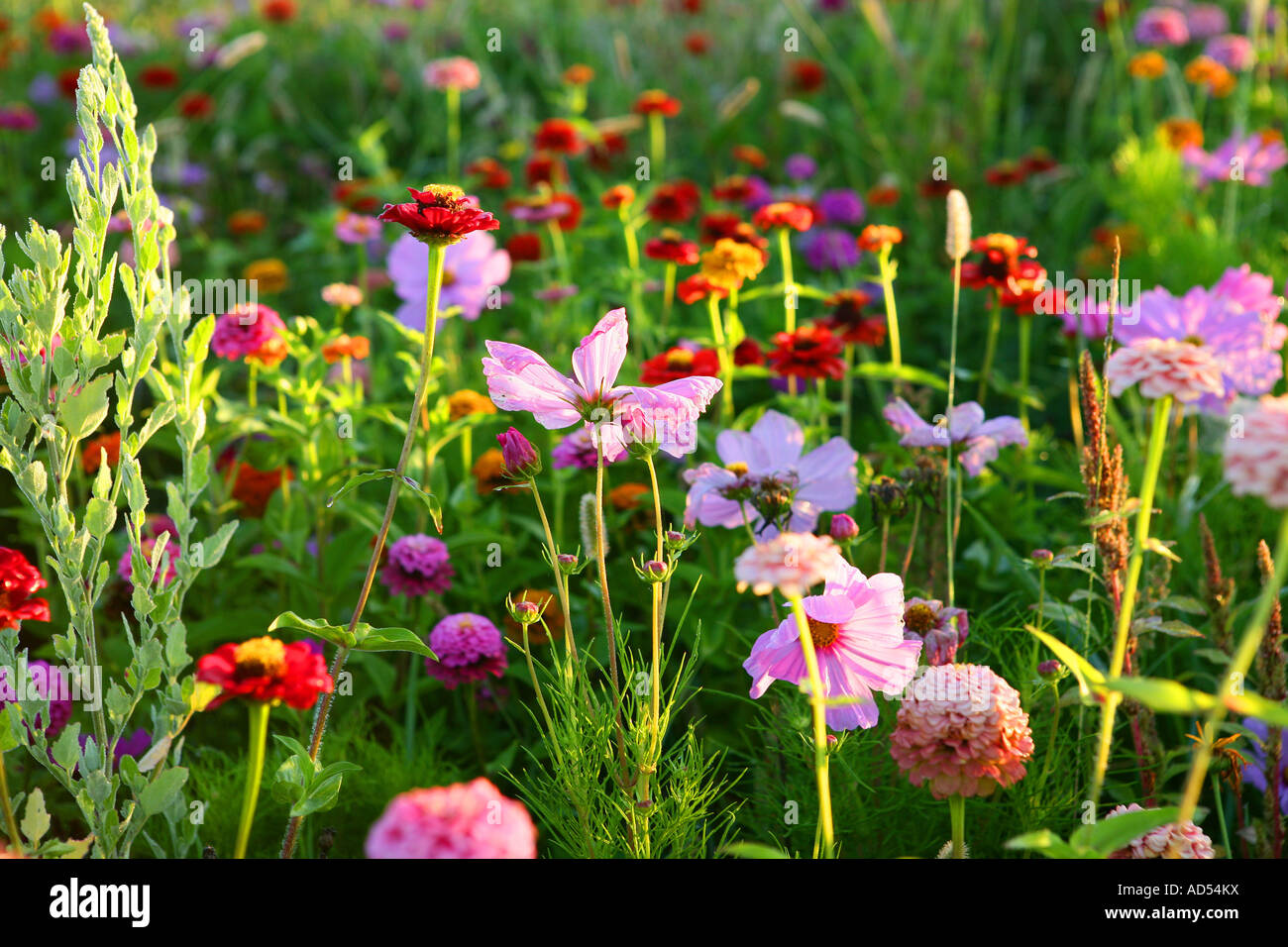 Multicoloured field of flowers Stock Photo - Alamy