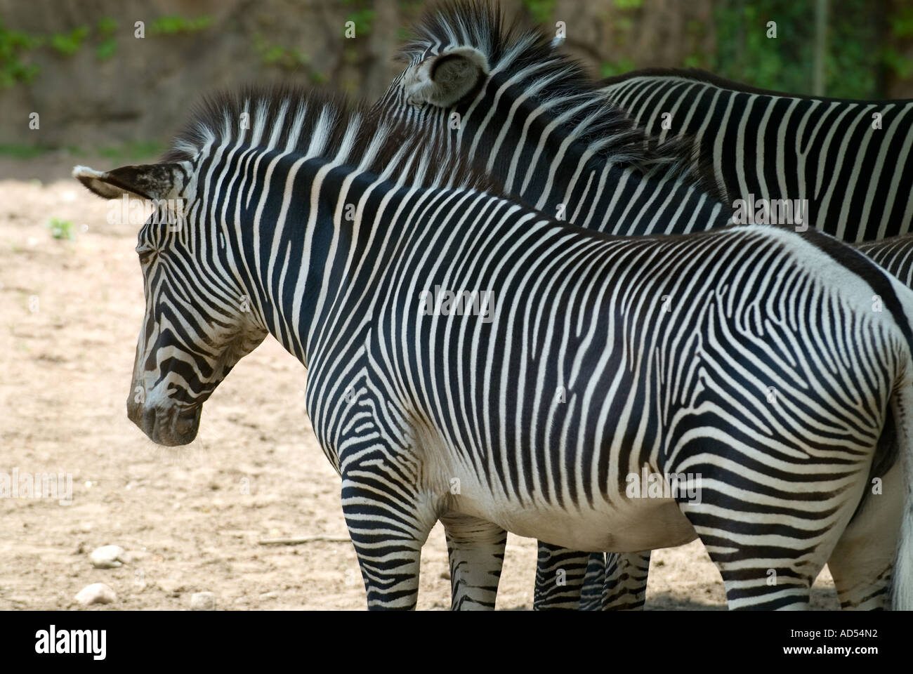 Zebra Stripes (Equus grevyi Stock Photo - Alamy