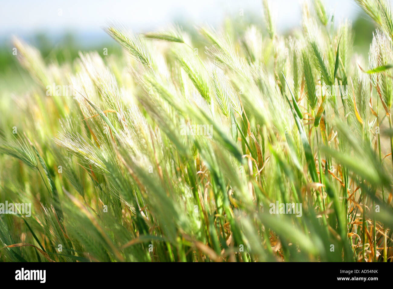 Uncultivated plants on a field Stock Photo - Alamy