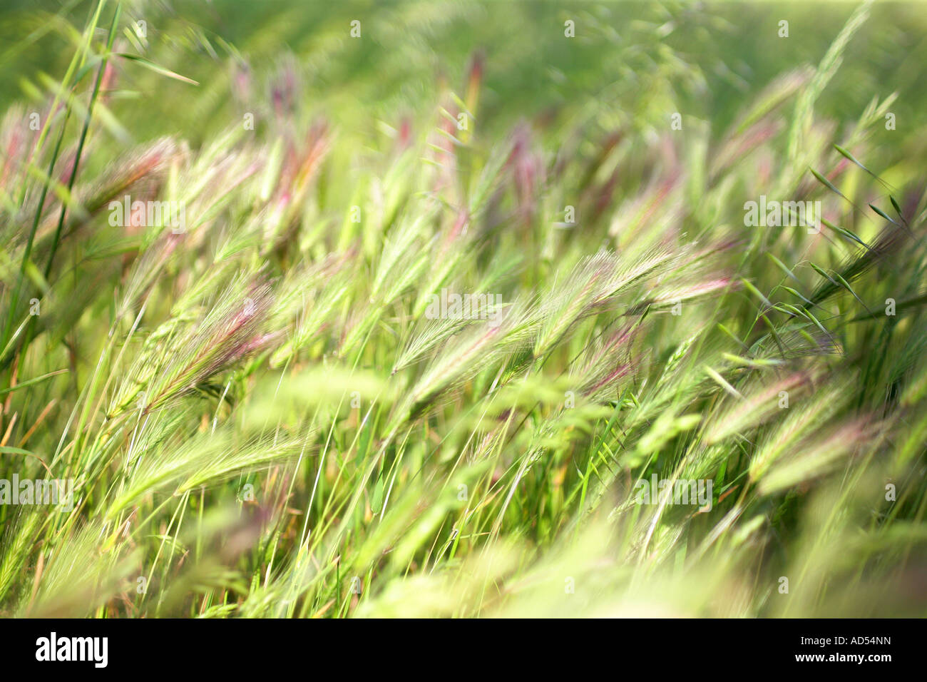 Uncultivated plants on a field Stock Photo - Alamy