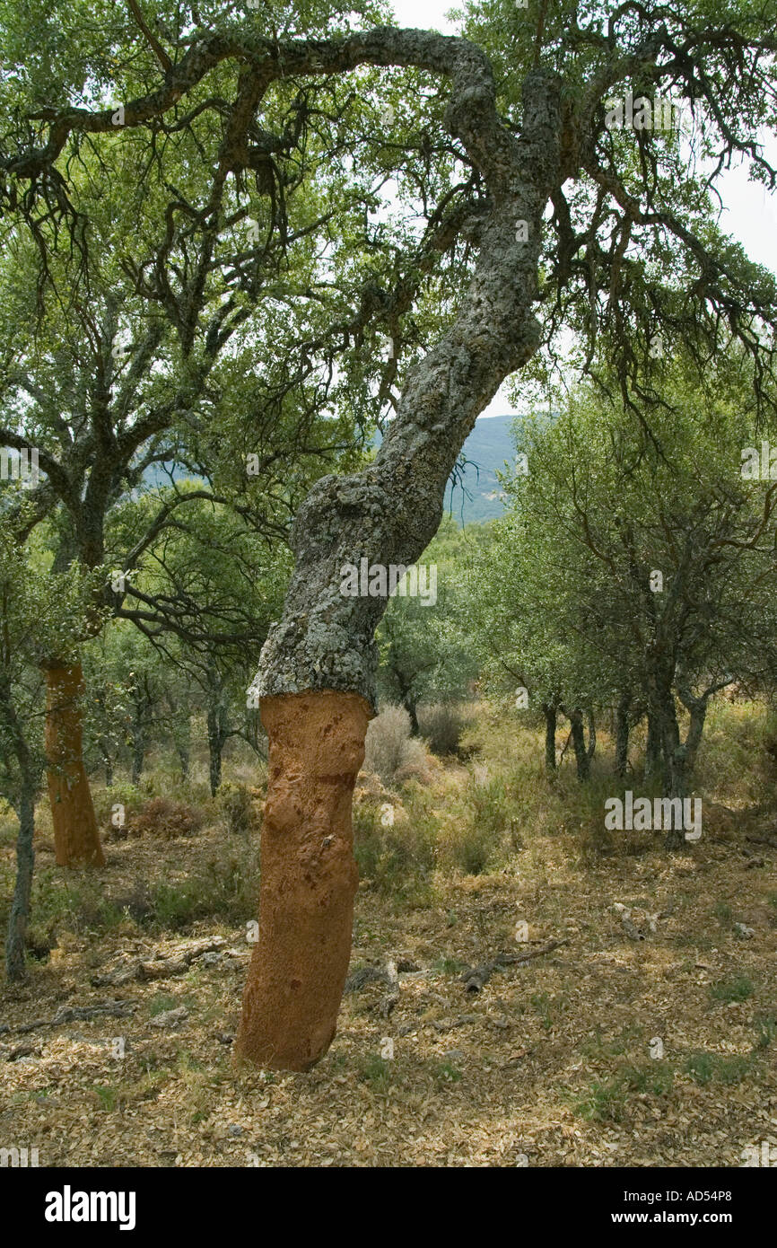 Cork tree forest Jerez de la Frontera Andalusia Spain Quercus suber ...