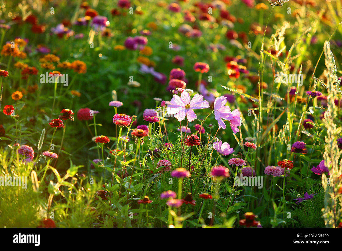 Multicoloured field of flowers Stock Photo - Alamy