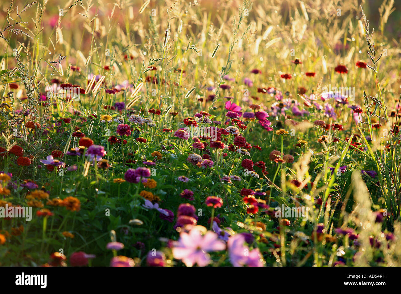 Multicoloured field of flowers Stock Photo - Alamy