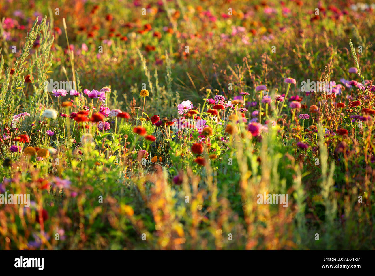 Multicoloured field of flowers Stock Photo - Alamy
